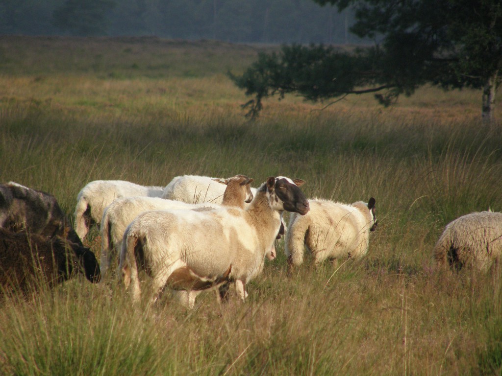 Schoonebeker Heideschaap - Stichting Behoud Drentse Schaapskudden
